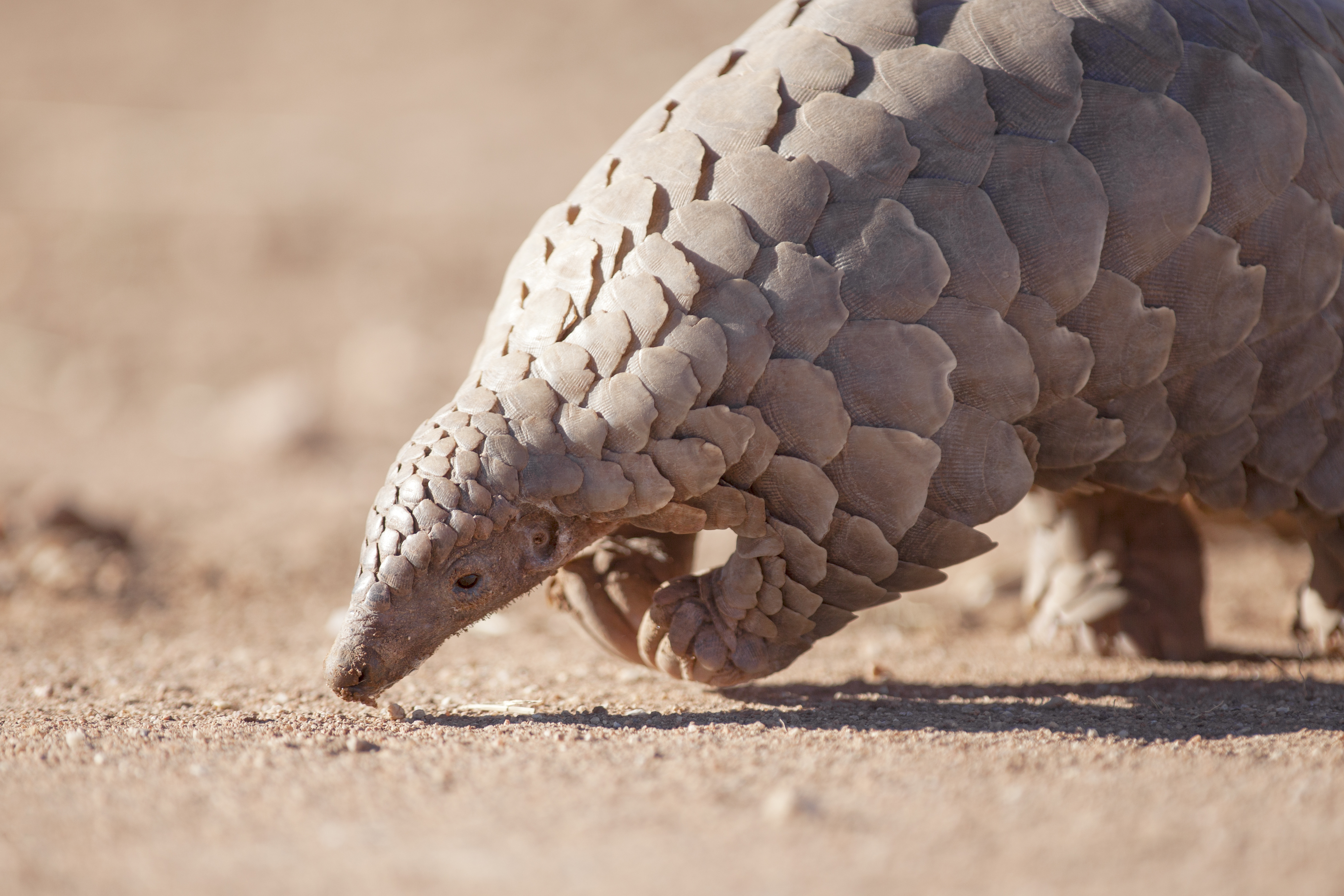 Pangolin
